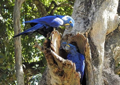 Hyacinth Macaw —things You Should Know About The Worlds Largest Parrot