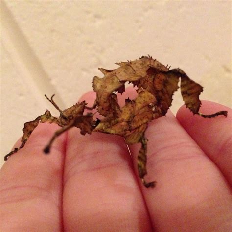 Spiny Leaf Insect Care The Crazy Animal Lady