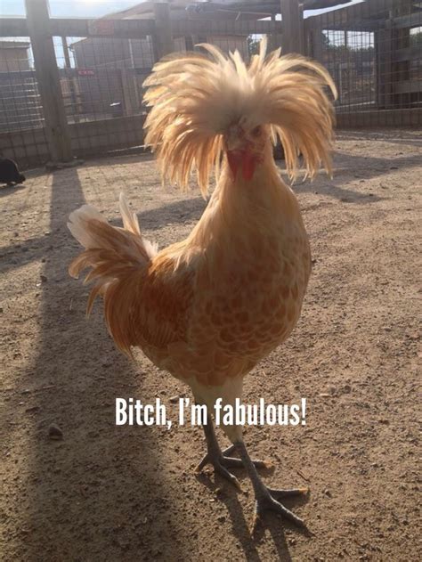 Funny Chicken Memes Humor