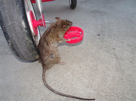 How To Poison Rats Effectively