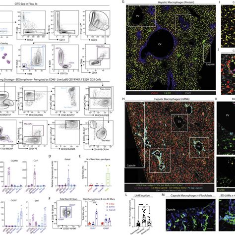 Figure S3 Validated Flow Cytometry Gating Strategy For Murine Myeloid