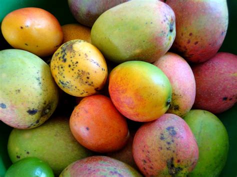 Types Of Mango Fruit 55 Different Types Of Mangoes Wvmbv
