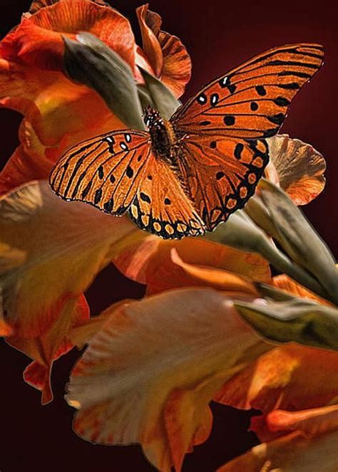 The Magic Faraway Tree Butterfly Pictures Beautiful Butterflies