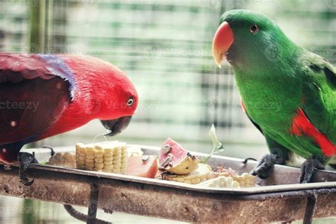 Bayan Birds Which Has The Scientific Name Eclectus Roratus Or Also Known As The Moluccan