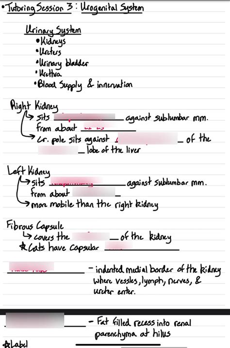 Urogenital System Diagram Quizlet Urogenital System Diagram Quizlet