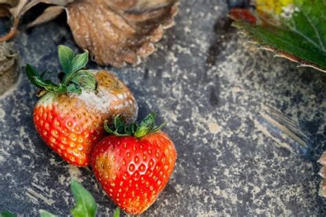 Redox Bio Nutrients On Linkedin Abiotic Stress Defense Redox Bio