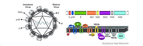 The Dengue Virus Structure And Genome A Schematic Representation Of