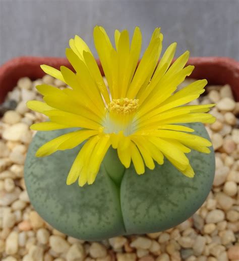 Succulent Sundae Lithops Pseudotruncatella Archerae