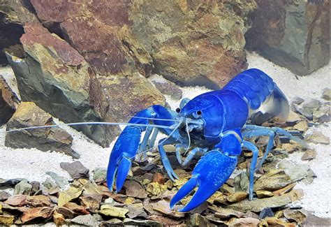 Yabby Animal Facts Cherax Destructor A Z Animals