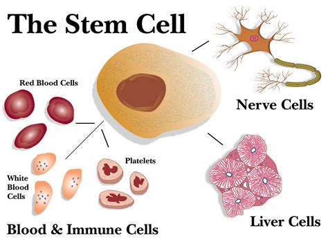 Cancer A Lab Tech S Perspective When Does A Patient Need A Stem Cell