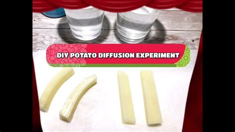 Potato Diffusion Experiment Gcseigcseasa Levelcbse Youtube