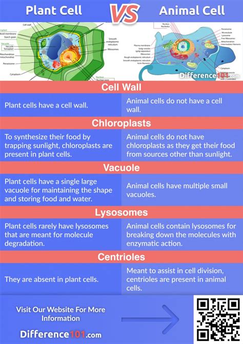 Compare Plant And Animal Cells A Guide For Plant Lovers Plant Ideas