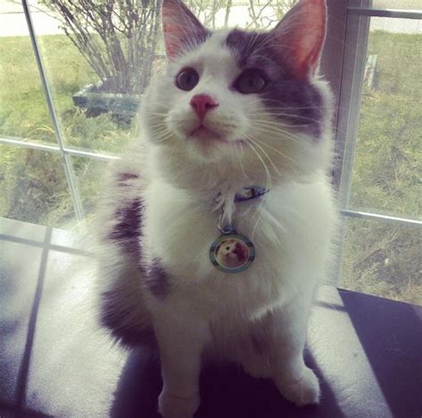 We Dont Have A Lot Of Photos Of Gary As A Kitten Heres One Of Him At Four Months Old R