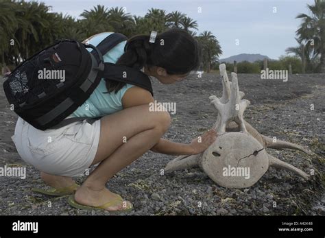 Researcher Mr Examining Gray Whale Skeleton Eschrichtius Robustus Sea