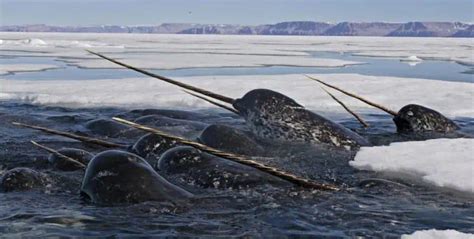 Narwhal Predators Narwhals The Mysterious Whales And Their 10 Foot