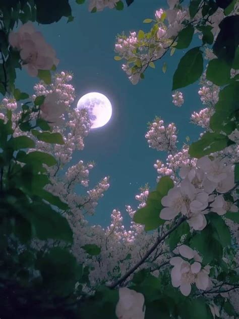 Ppappiyongs On Twitter Rt Artindetails Moon Lover