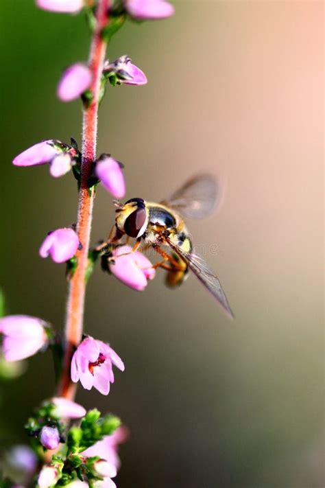 Hover Fly Macro Stock Image Image Of Bees Common Flower 63642743