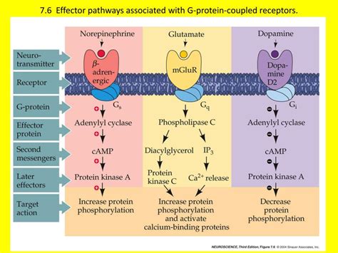 Ppt Neurobiologia Podstawy „neuroscience” Powerpoint Presentation