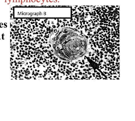 Saq Hi Flashcards Quizlet