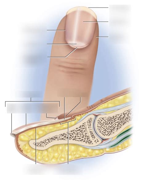 Nail Accurate Anatomy Diagram Quizlet