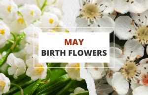 May Birth Flowers Lily Of The Valley And Hawthorn Symbol Sage