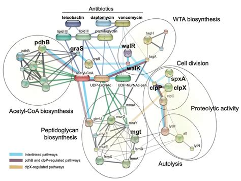Exploring The Dark Side Of Staph Aureus A Bacterium Resistant To