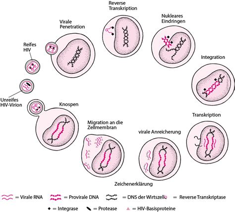 Humane Immundefizienz Virusinfektion Hiv Infektion