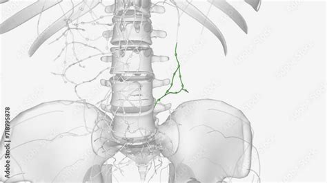 The Colic Lymph Nodes Are The Large Intestinal Lymph Nodes Stock 비디오