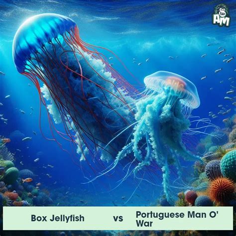 Portuguese Man O War Predator Prey Interactions Fights And