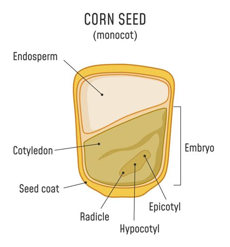 Maize Seed Structure