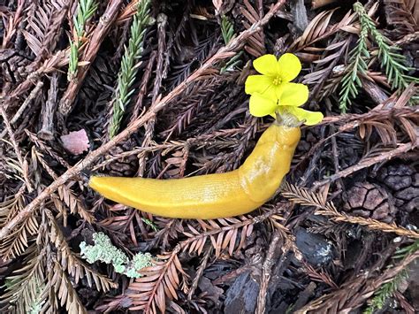 Banana Slug