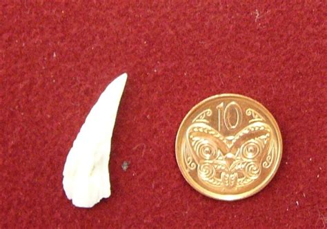 Seal Tooth Split Pre 1800 Oceania New Zealand South Island The