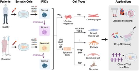Schematic Diagram Summarizing The General Process Of Induced Download Scientific Diagram