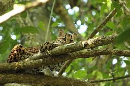 Margay Felidae Conservation Fund