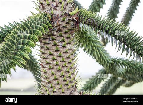 Araucaria Araucana Or Money Puzzle Tree With Jutting Branches And