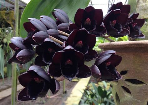 My Black Beauty Flowered Fredclarkeara After Dark Svo Black Pearl