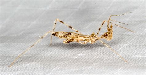 Real Monstrosities Thread Legged Bug