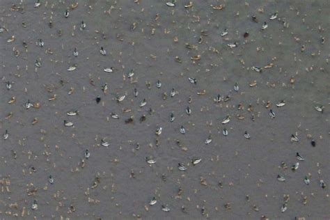 Aaron Yetter Features Some Cool Tidbits On Black Ducks And Notes Mallards This Week In His Blog