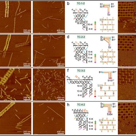Design Schematics Sticky End Matching Rules And Corresponding Afm