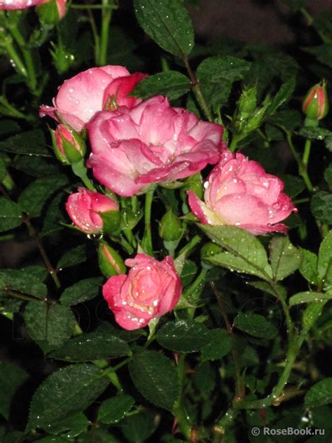 Галерея Teeny Weeny Buttons N Bows Felicity Ii Poulteeny Энциклопедия роз