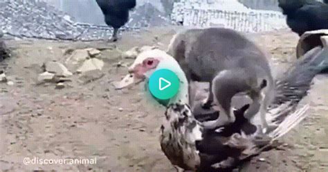 Feather Bed Yo  On Imgur