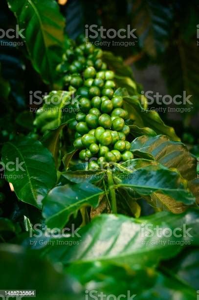 Pohon Kopi Penuh Kopi Hijau Menunggu Untuk Dipetik Foto Stok Unduh