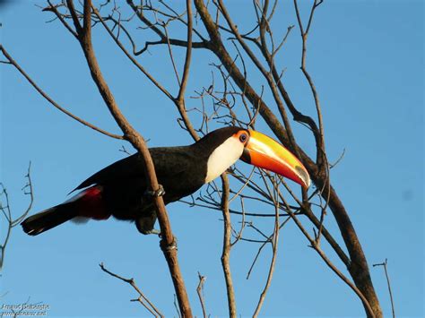 Toco Toucan Ramphastos Toco
