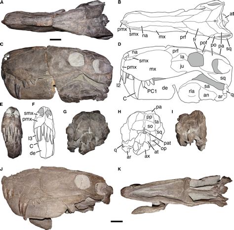 Rapid Turnover Of Top Predators In African Terrestrial Faunas Around
