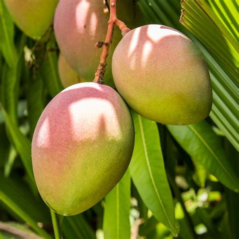 Mango Trees