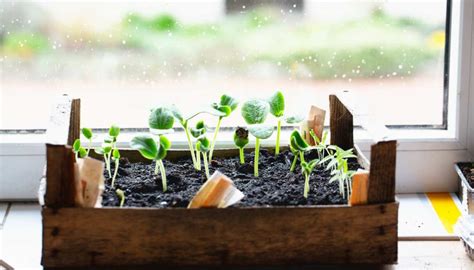 Pumpkin Plant Root System A Comprehensive Guide