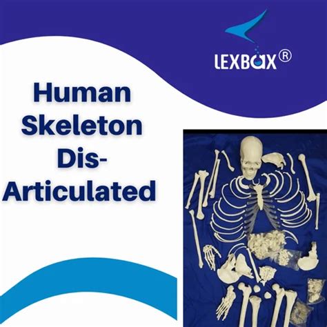 Pvc Human Dis Articulated Skeleton 45 Cm At ₹ 15000piece In Ambala