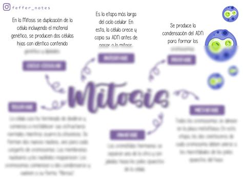 Solution Esquema De Mitosis Studypool