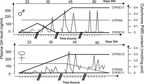 Schematic Representation Of The Relationship Between The Age Related