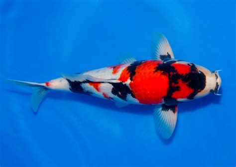 Showa Koi